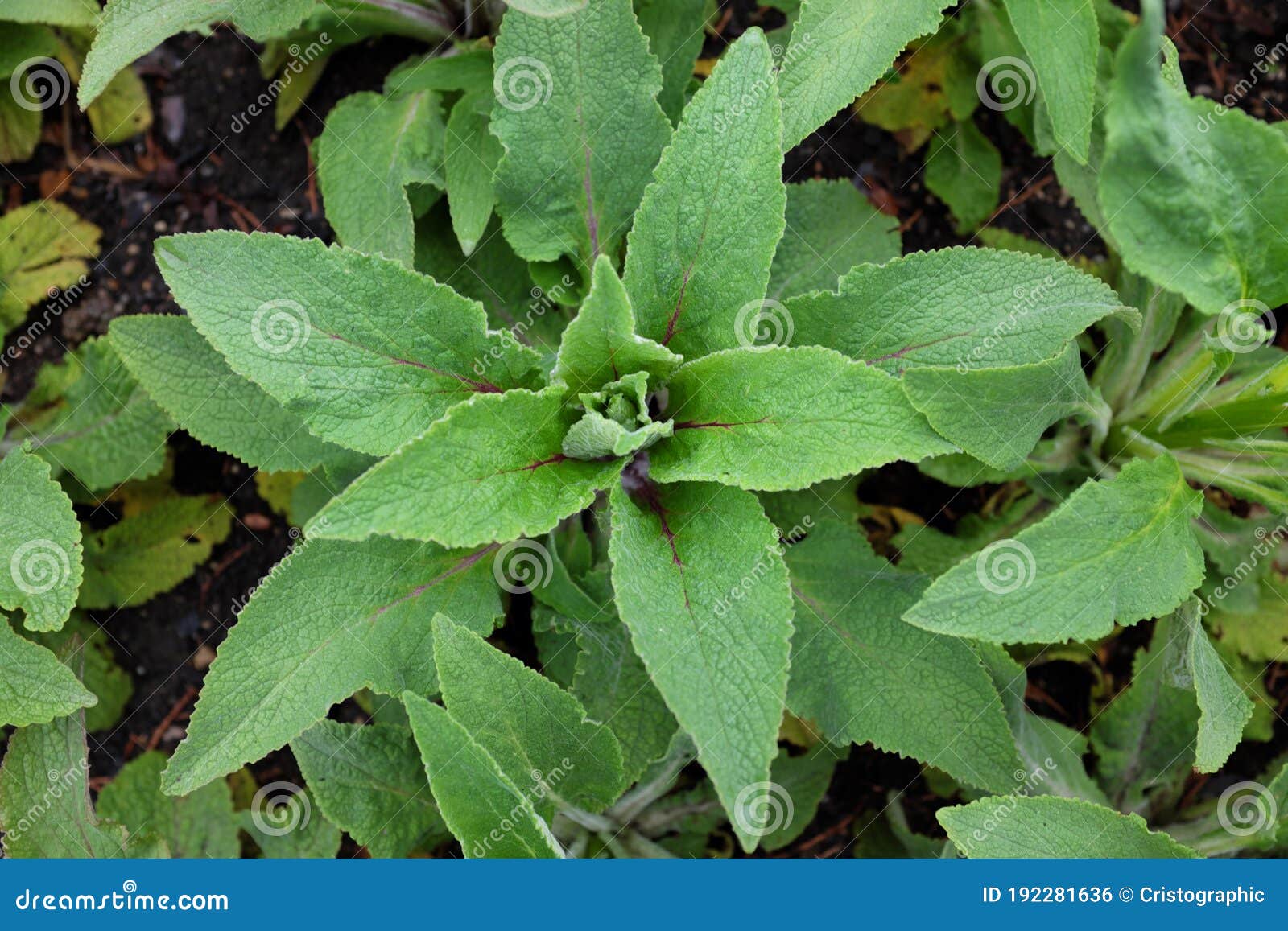 Digitalis stock photo. Image of family, botany, decorative - 192281636