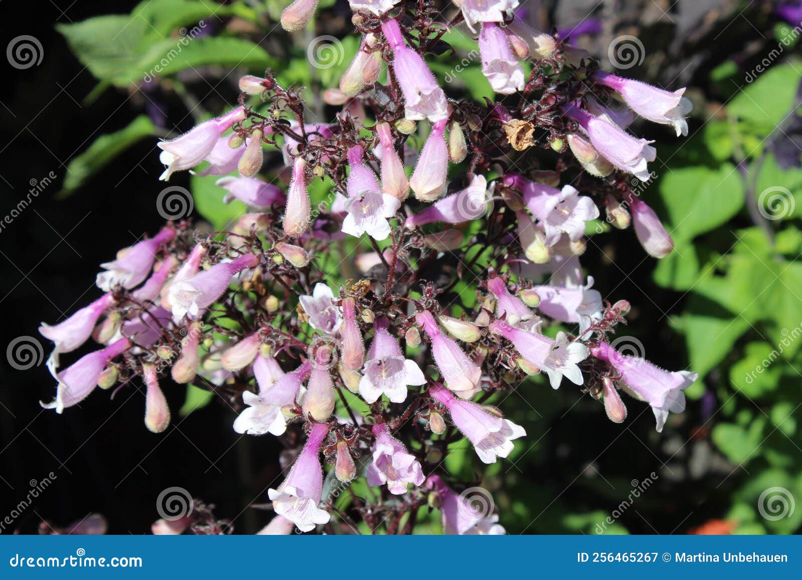 Digitalis penstemon stock image. Image of natural, flower - 256465267