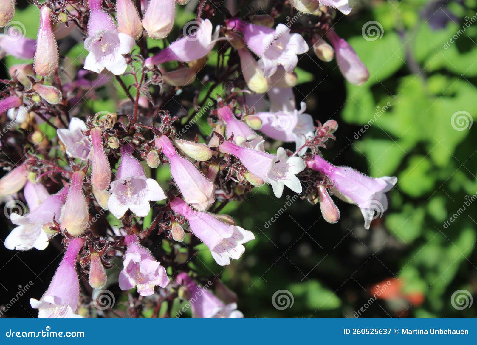 Digitalis penstemon stock image. Image of penstemon - 260525637