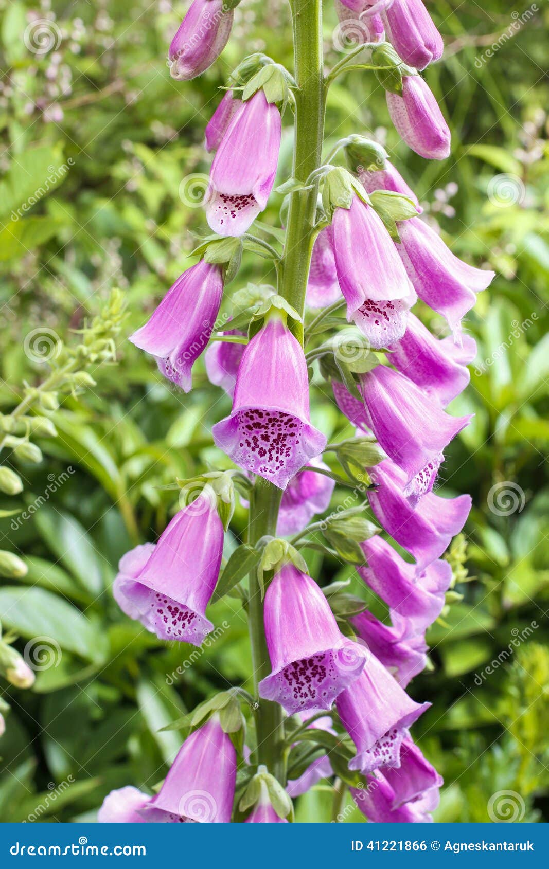 Digitalis Purpurea in the Garden Stock Photo - Image of floral, green ...