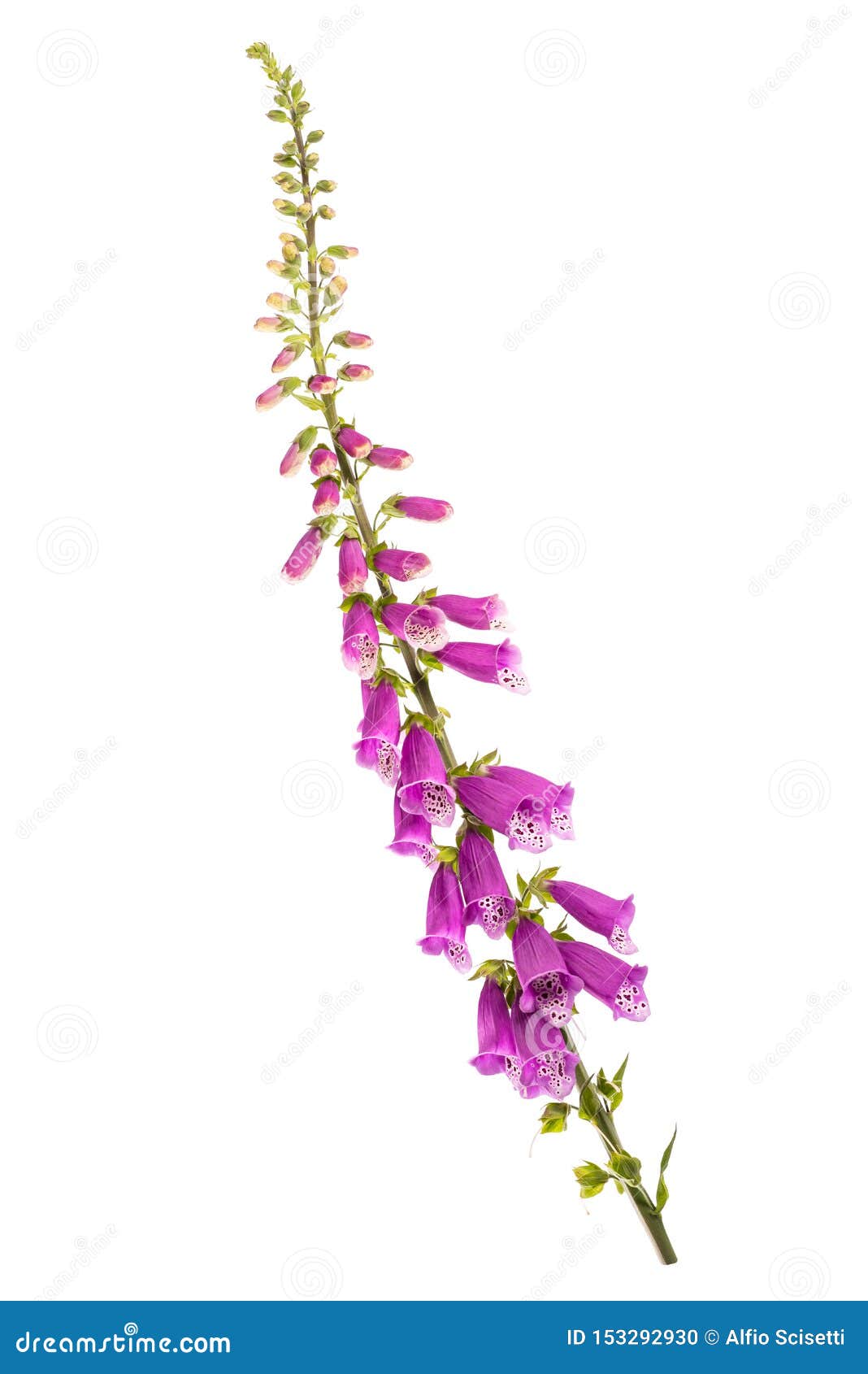 Digitalis Purpurea Alba Common Foxglove Flowers In Bloom, Beautiful ...