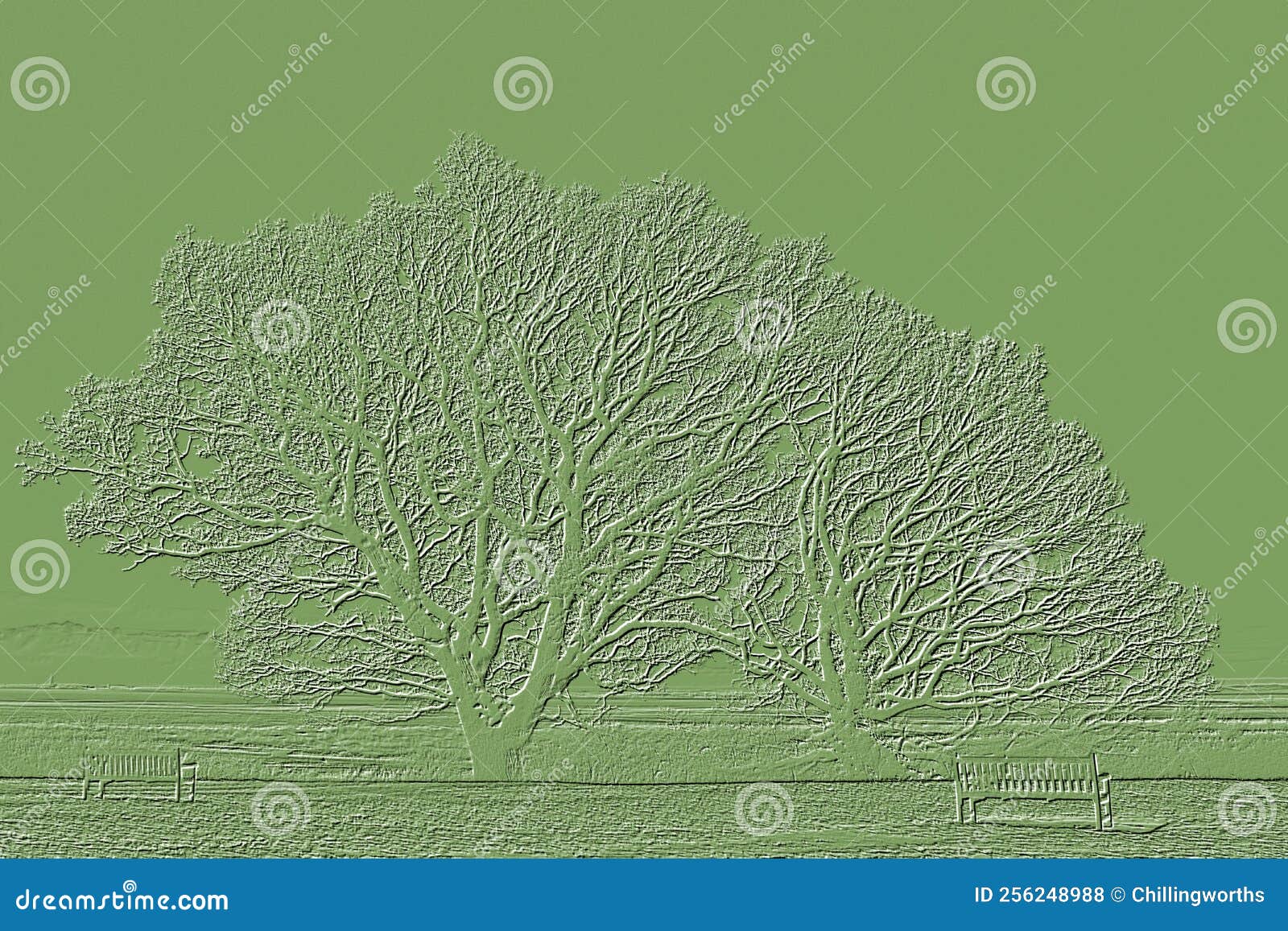 Digitally Embossed Image Bare Oak Trees Quercus on a Winter`s Day Stock ...