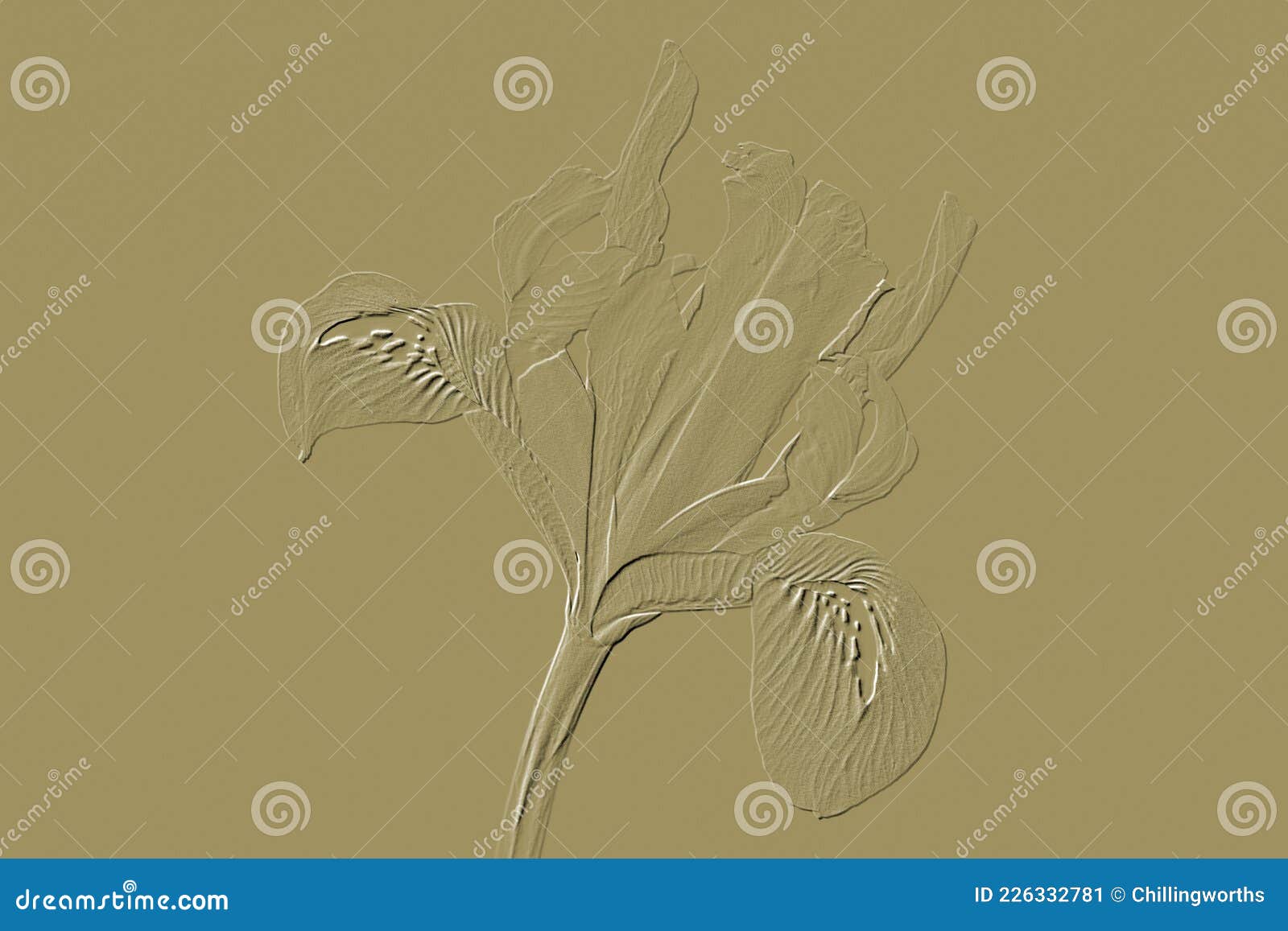 Iris Reticulata Vintage Illustration | CartoonDealer.com #163320200