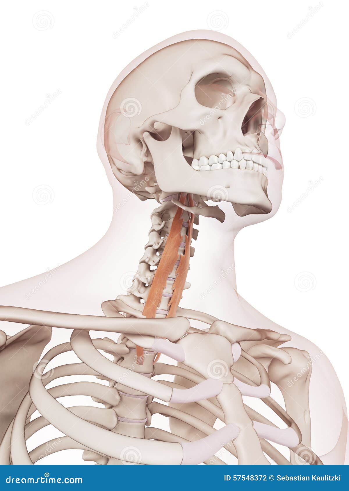 The digitorum profundus stock illustration. Illustration of anatomy ...