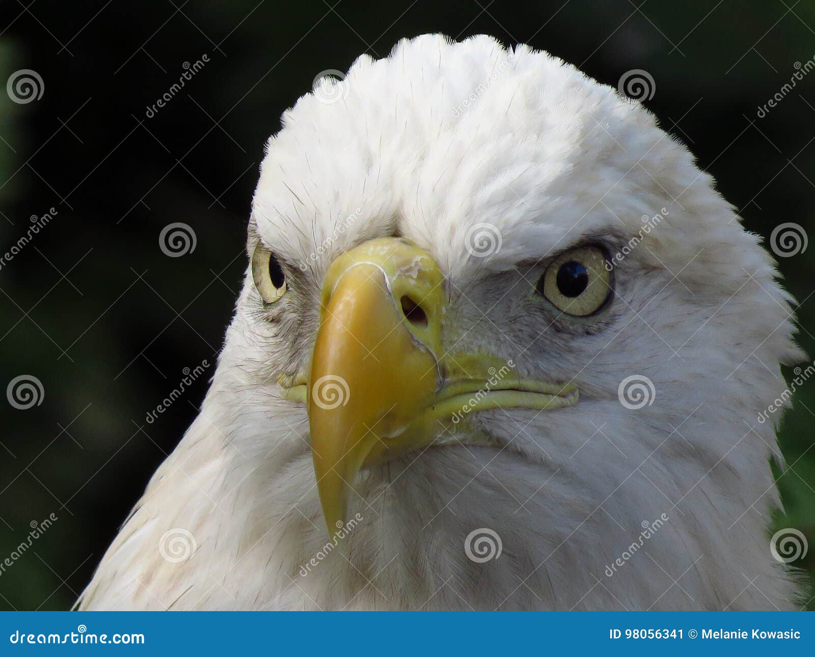 Dignity stock image. Image of portrait, stare, american - 98056341