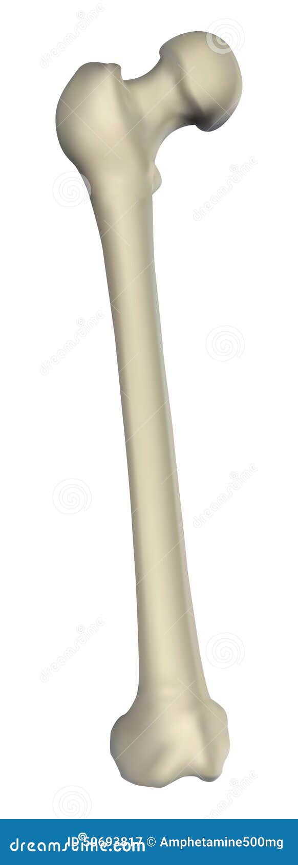 Dijbeen stock illustratie. Illustration of anatomisch - 50693817