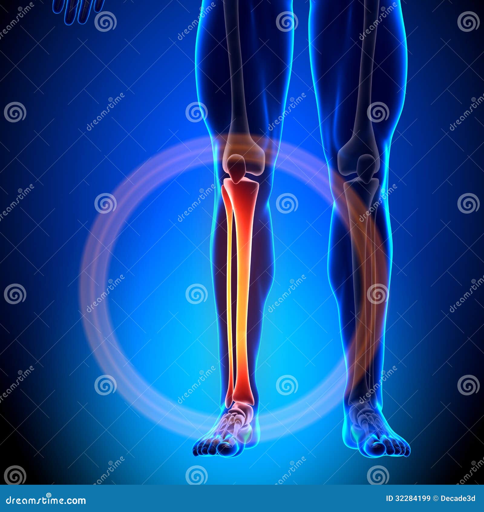 Dijbeen - Anatomiebeenderen Stock Illustratie - Illustration of ...