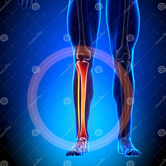 Dijbeen - Anatomiebeenderen Stock Illustratie - Illustration of ...