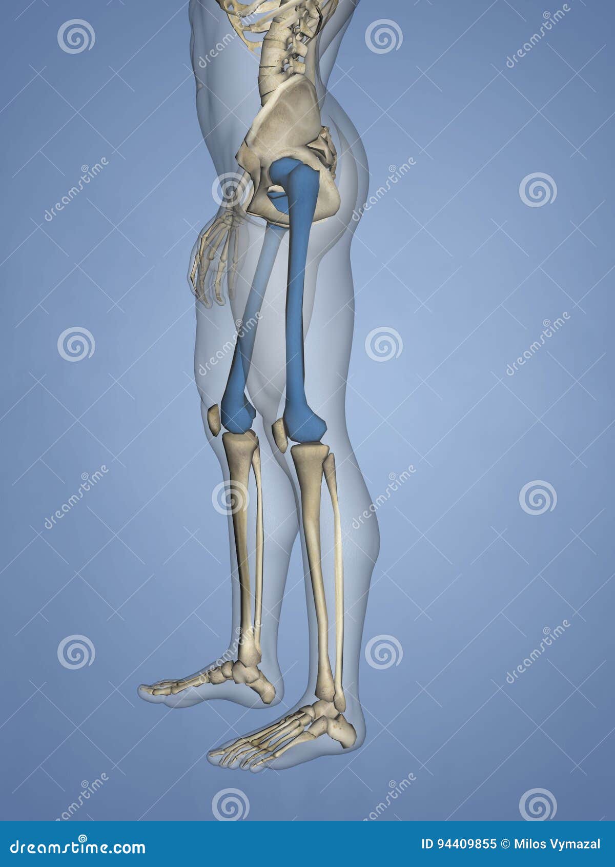 Dijbeen, 3D Model stock illustratie. Illustration of wetenschap - 94409855