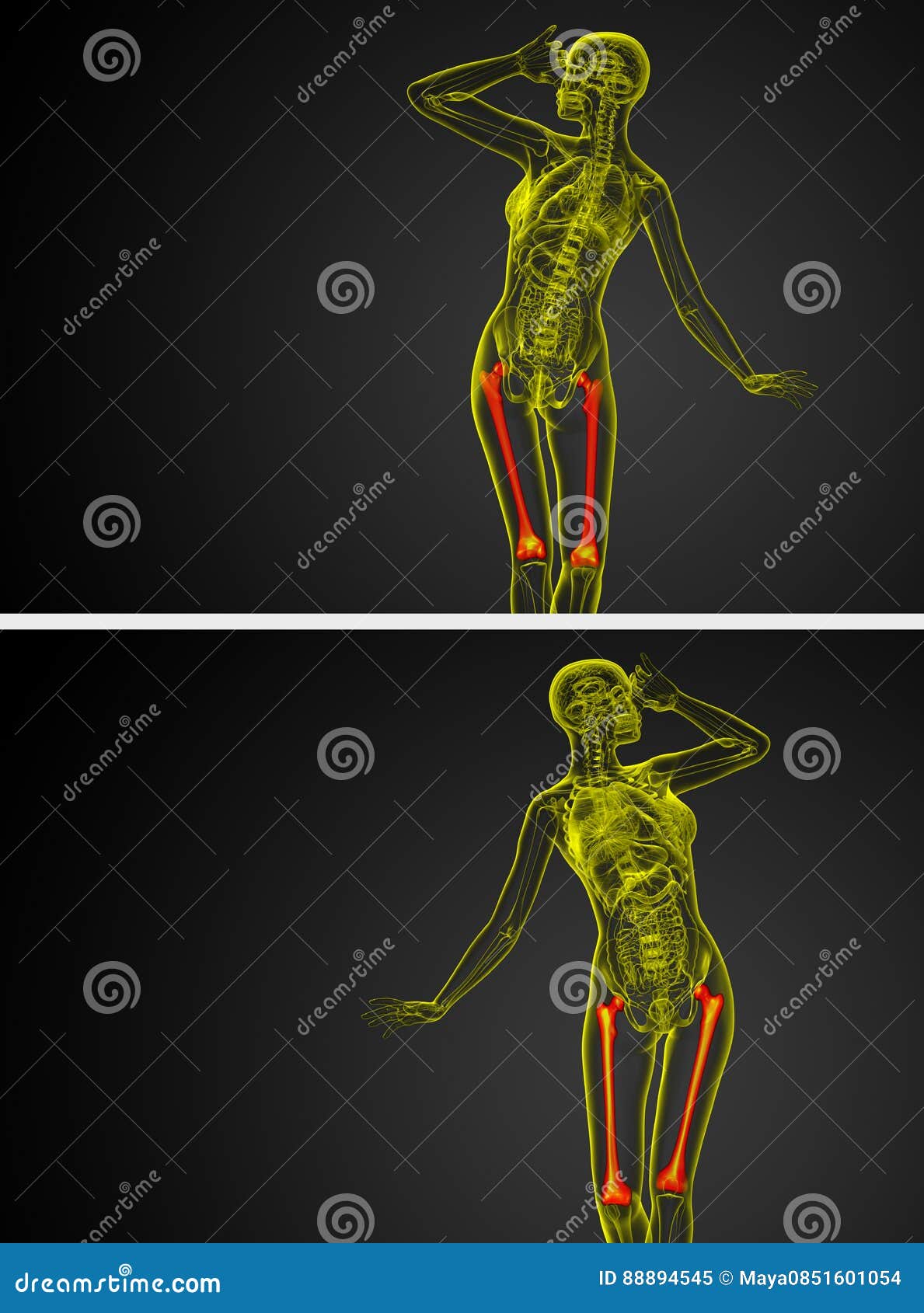 Dijbeenbeen stock illustratie. Illustration of renderen - 88894545