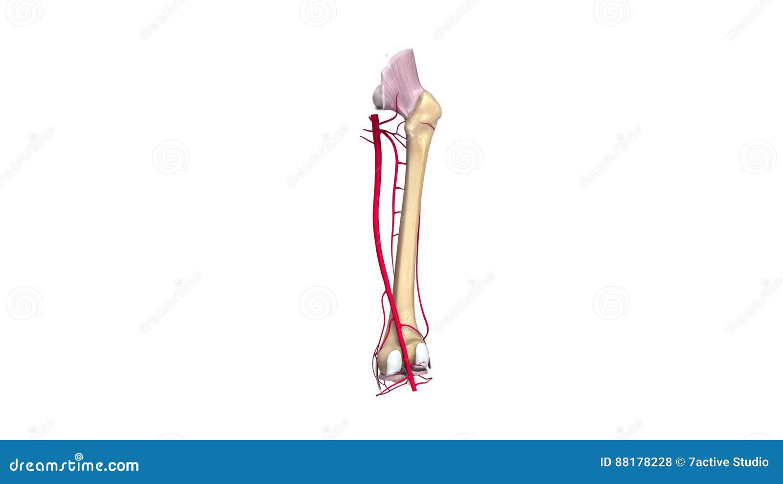 Dijbeenbeen Met Ligamenten En Slagaders Stock Footage - Video of ...