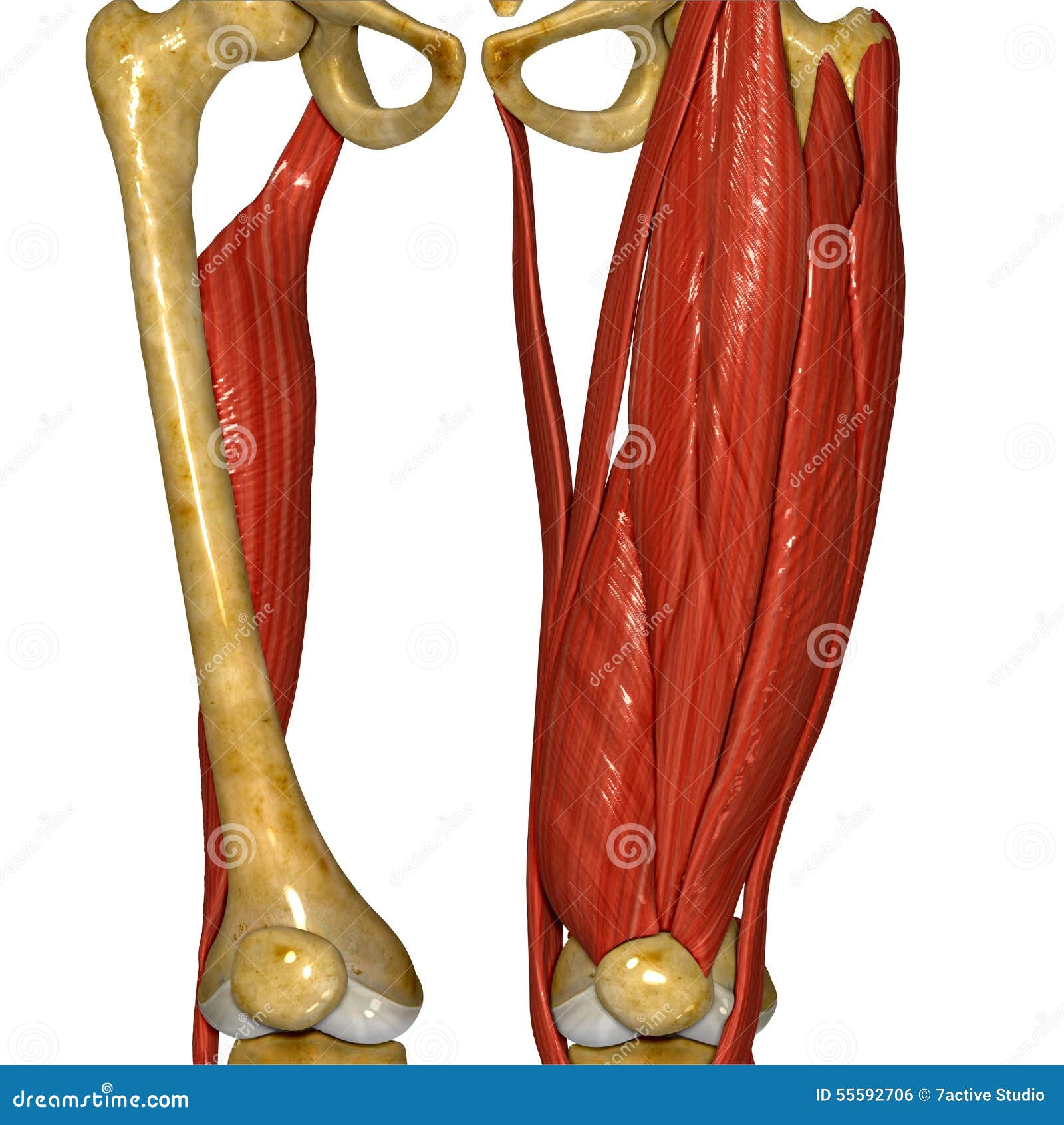 Dijspier stock illustratie. Illustration of deel, knie - 55592706