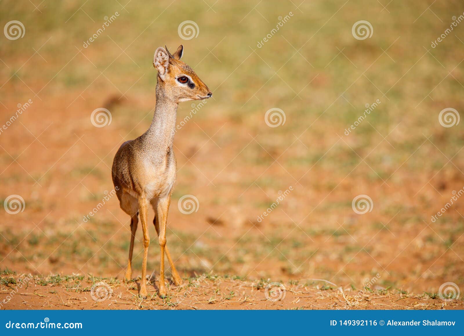Dik dik antelope stock photo. Image of national, samburu - 149392116