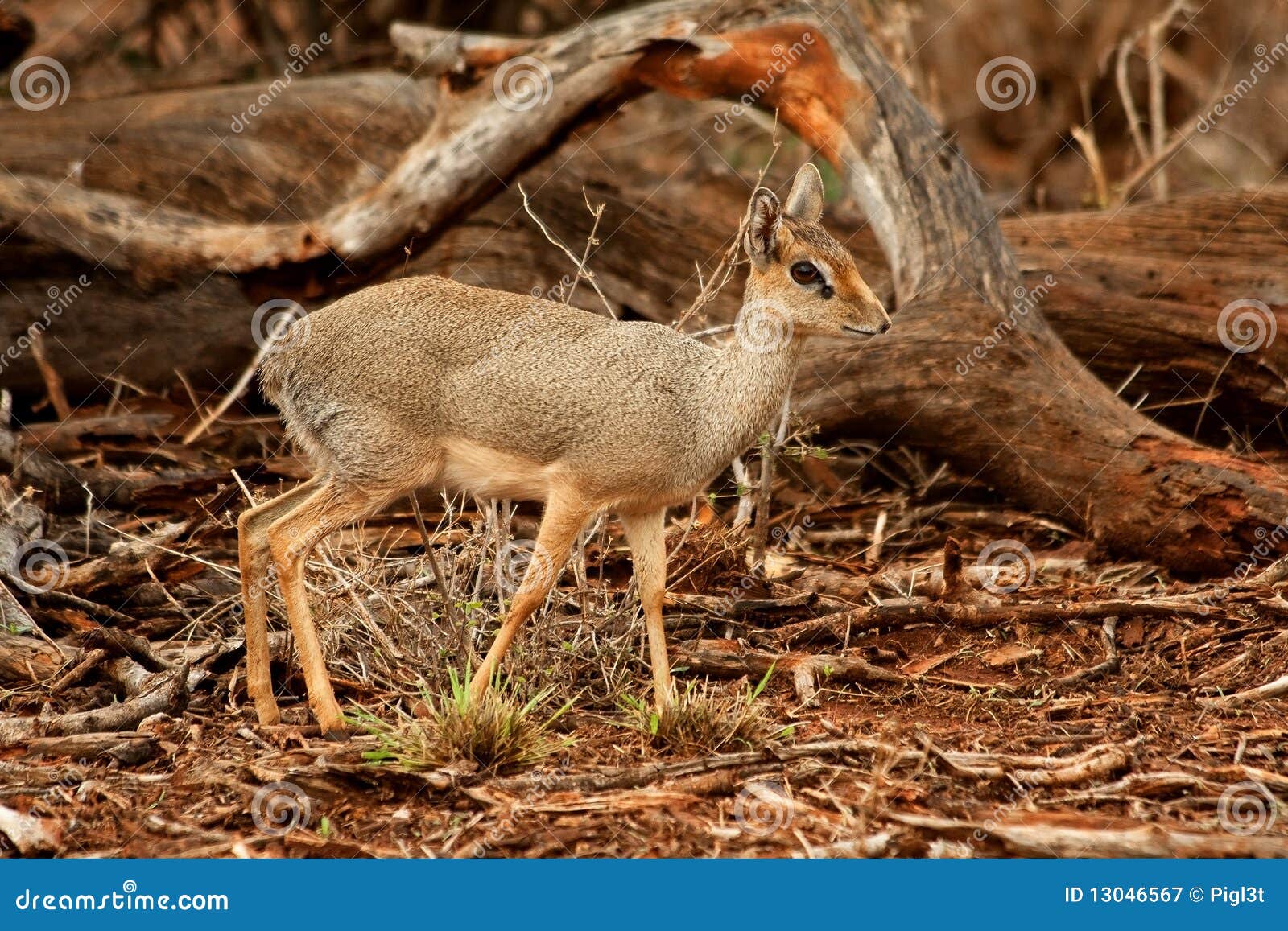 Dik Dik stock image. Image of national, grass, kirk, animal - 13046567
