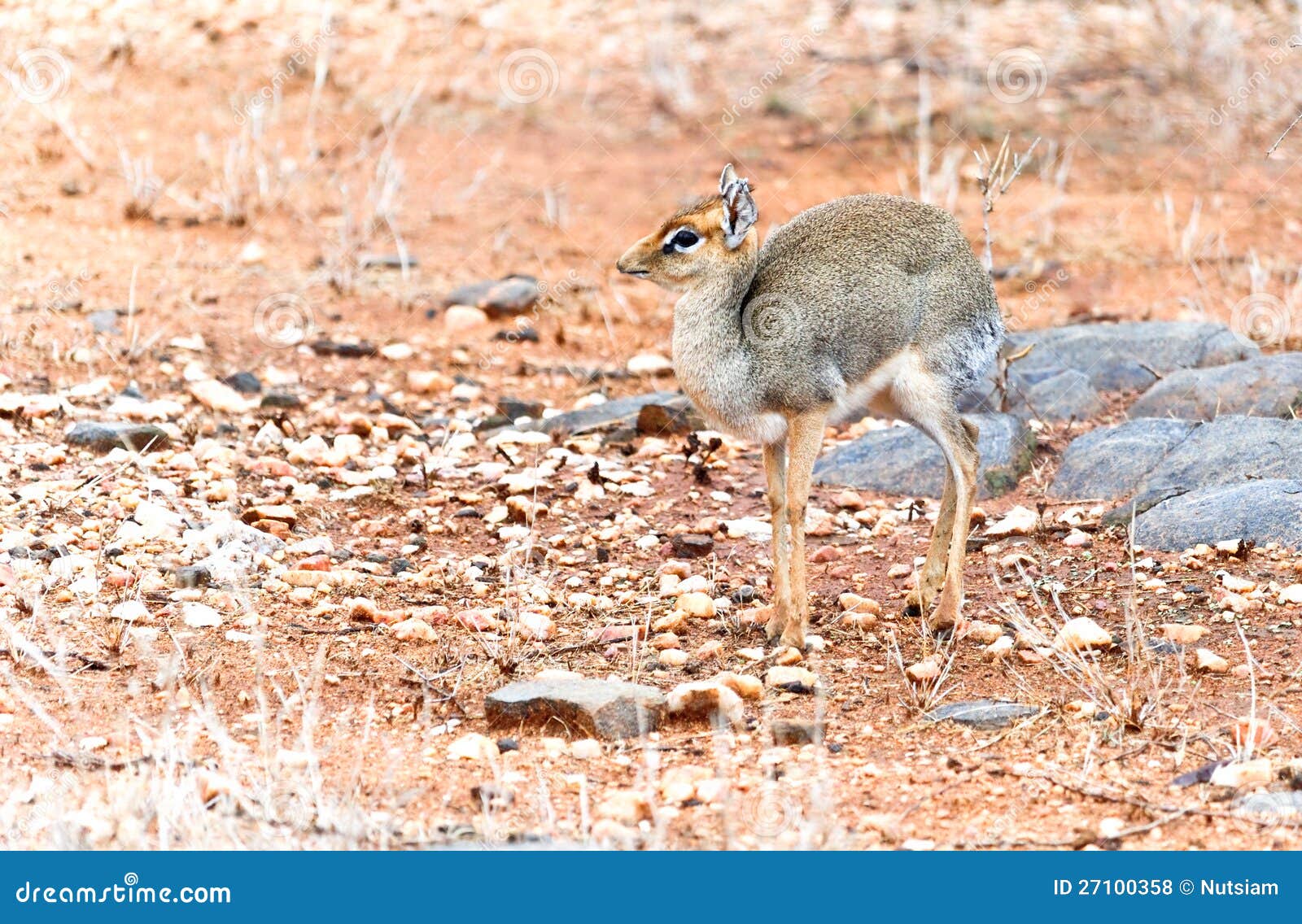 Dik Dik stock photo. Image of gazelle, deer, plain, national - 27100358