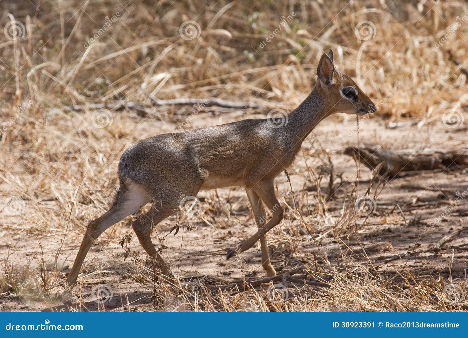 Dik-dik 库存图片. 图片 包括有 灌木, 坦桑尼亚, 闹事, 胎儿, 草原 - 30923391