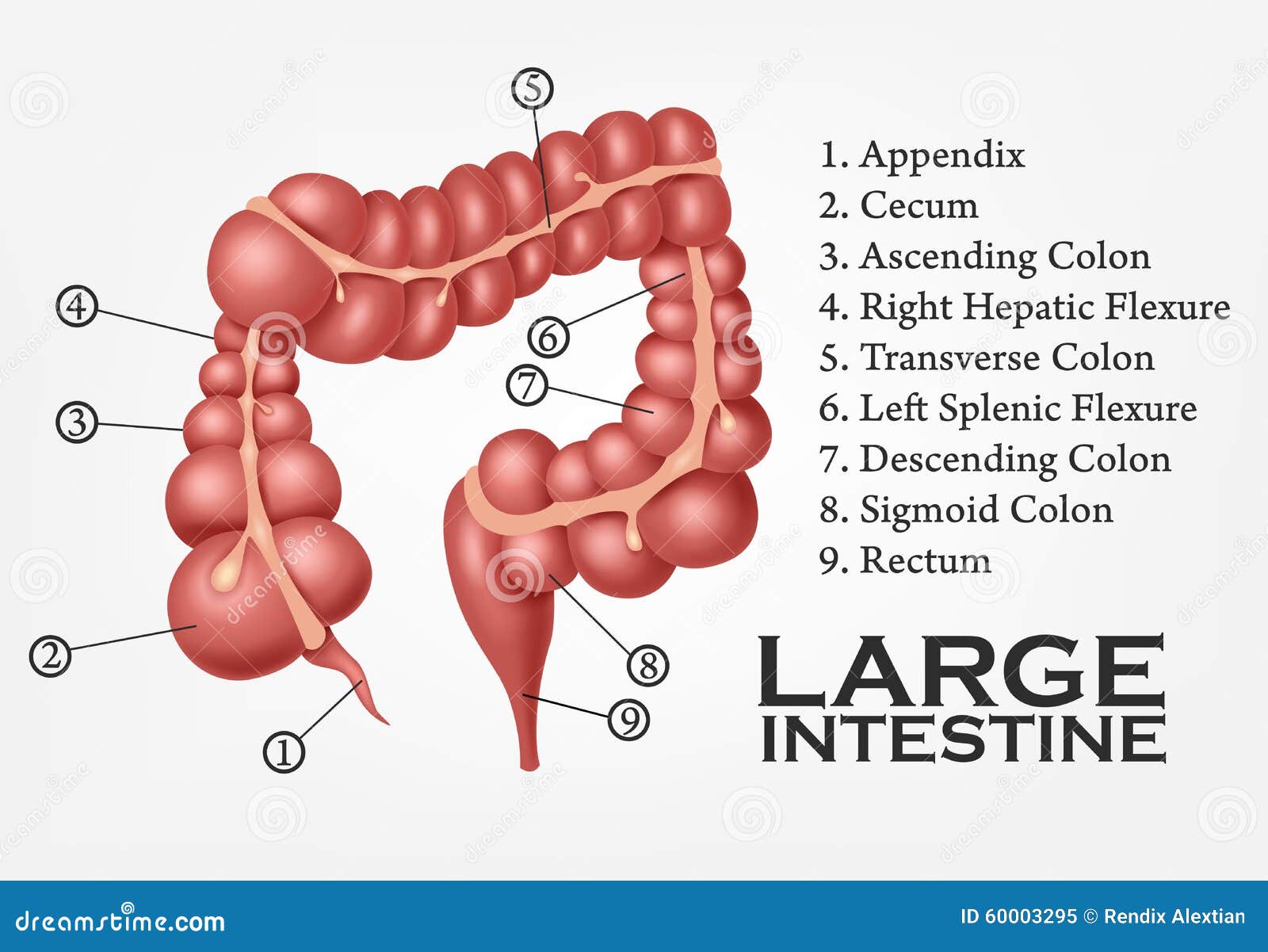 Dikke Darm Menselijke Anatomie Vector Illustratie - Illustration of ...