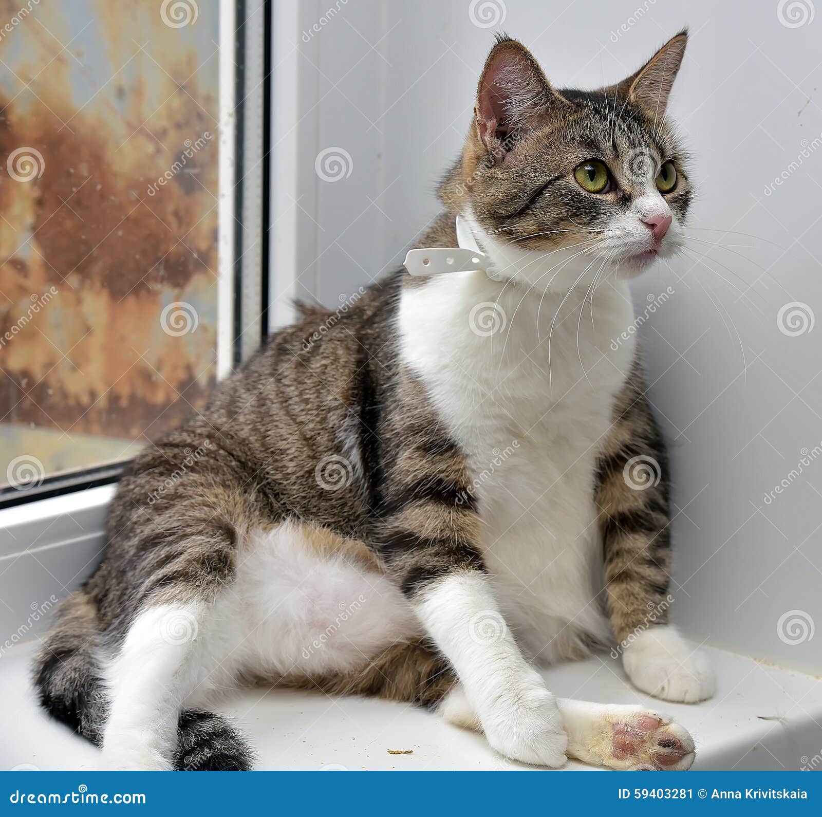 Dikke Kat Op De Vensterbank Stock Afbeelding - Image of beeld, mooi ...