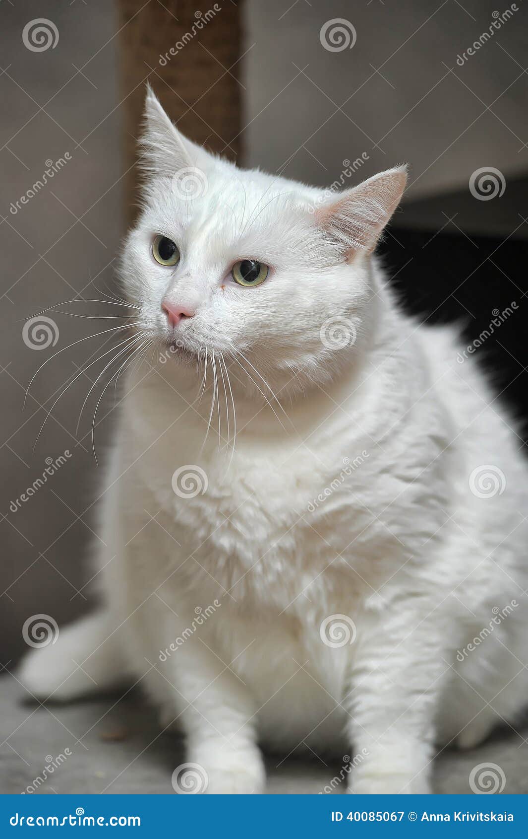 Dikke witte kat stock afbeelding. Image of hartstochtelijk - 40085067