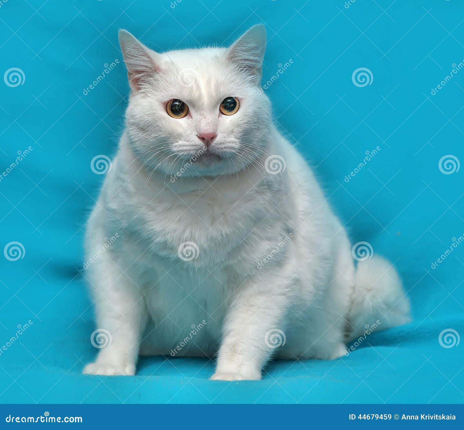 Dikke witte kat stock afbeelding. Image of nieuwsgierig - 44679459