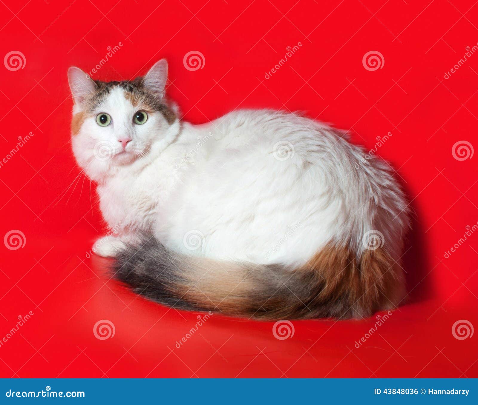 Dikke Witte Kat Met Groene Ogen Die Op Rood Liggen Stock Foto - Image ...