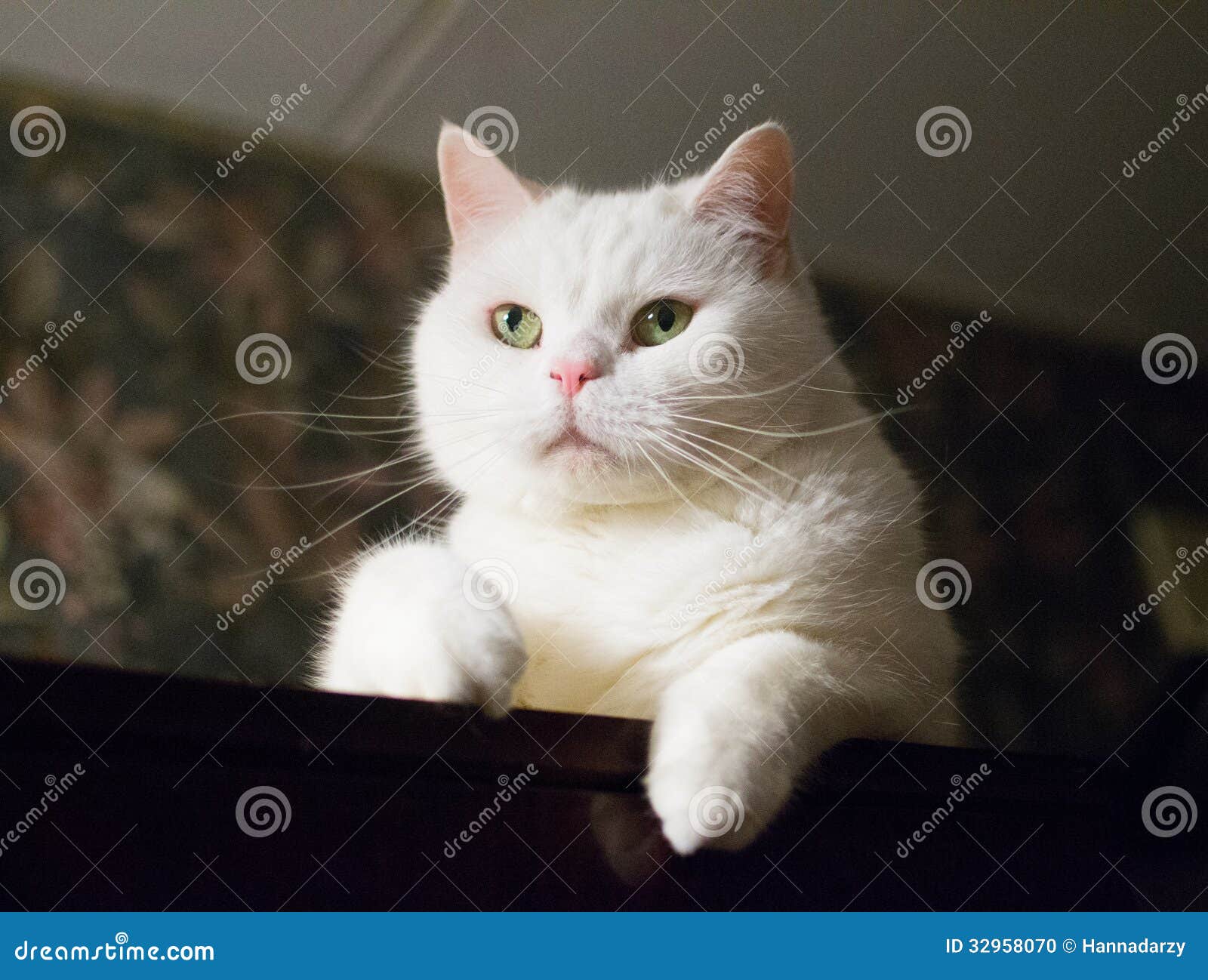Dikke Witte Kat Met Groene Ogen En Ronde Wangen Stock Foto - Image of ...