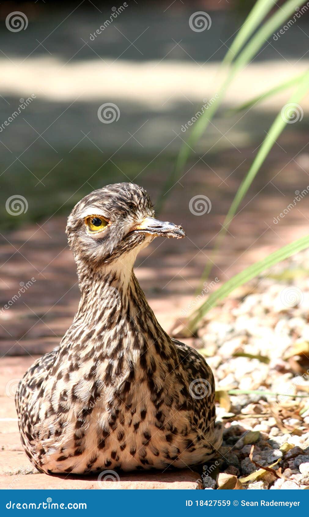 Dikkop Kiewiet stock image. Image of bird, looking, danger - 18427559