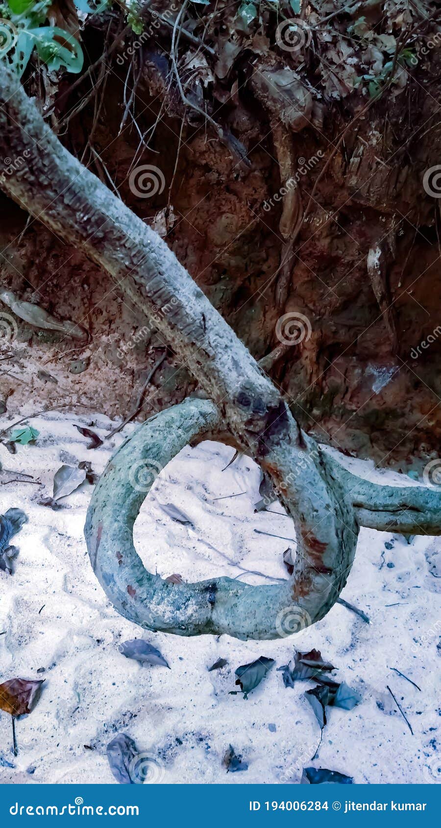 Big Tree Show Trunk Texture. Royalty-Free Stock Photo | CartoonDealer ...