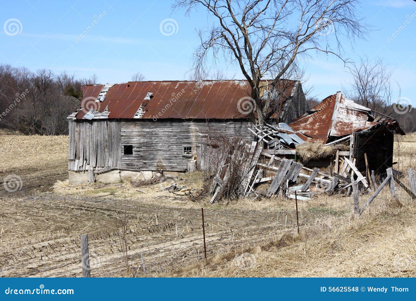 Old Barn and tree Autumn stock photo. Image of collapse - 56625548