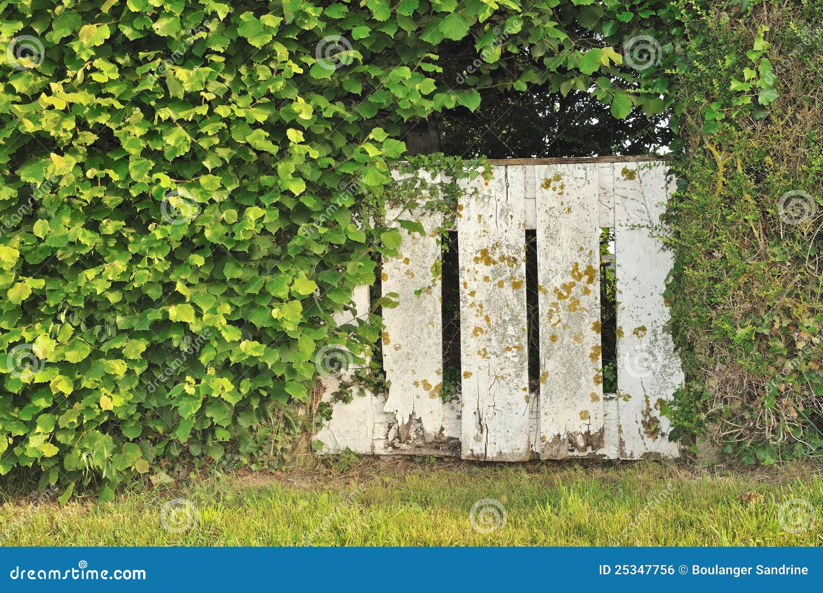 Dilapidated Gate in Vegetation Stock Photo - Image of entry, rustic ...