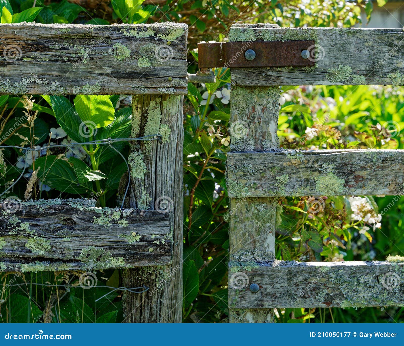 Dilapidated Post and Rail Fence and Gate Covered in Moss and Lichens ...