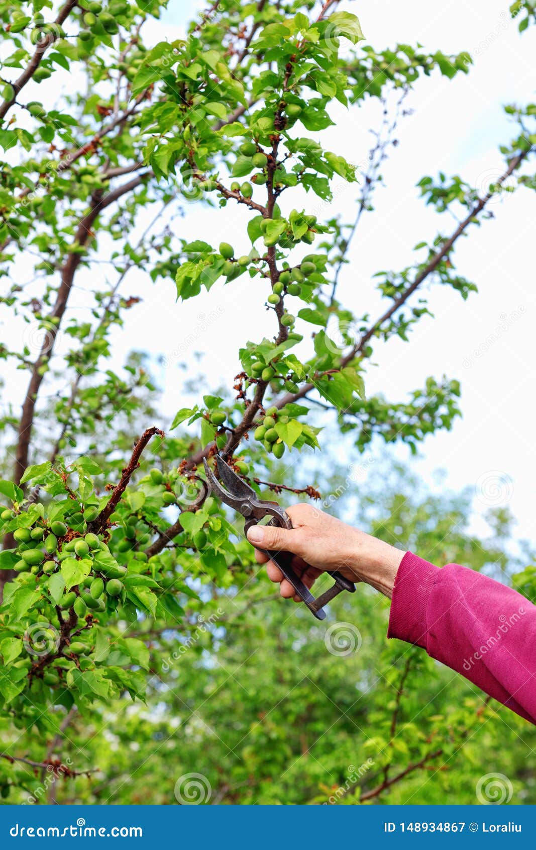 Diligent Farmer Man Pruning Trees in Garden Outdoors Stock Image ...