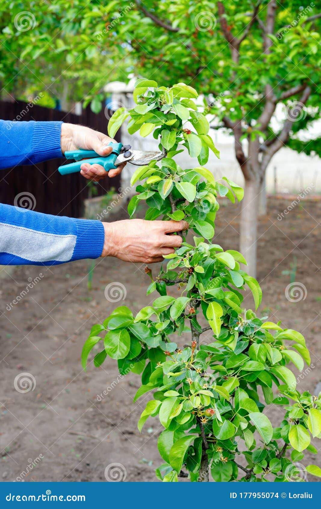 Diligent Farmer Man Pruning Trees in Garden Outdoors Stock Photo ...