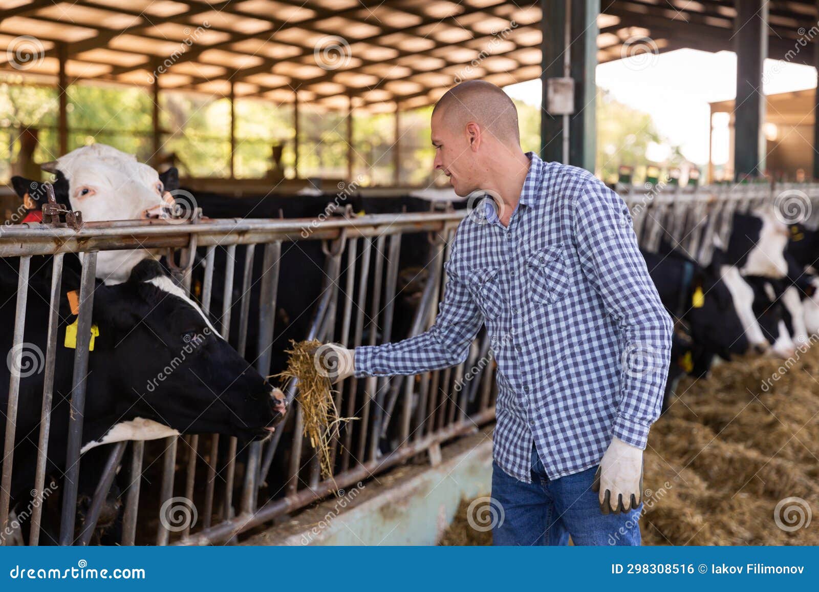 Diligent Farmer Working in Cowshed, Engaged in Breeding of Milking ...