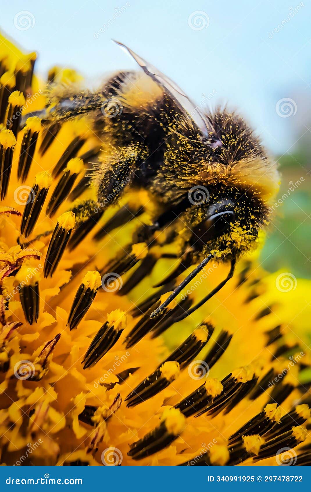 The Diligent Little Bee is Collecting Nectar from Peanuts Stock Image ...
