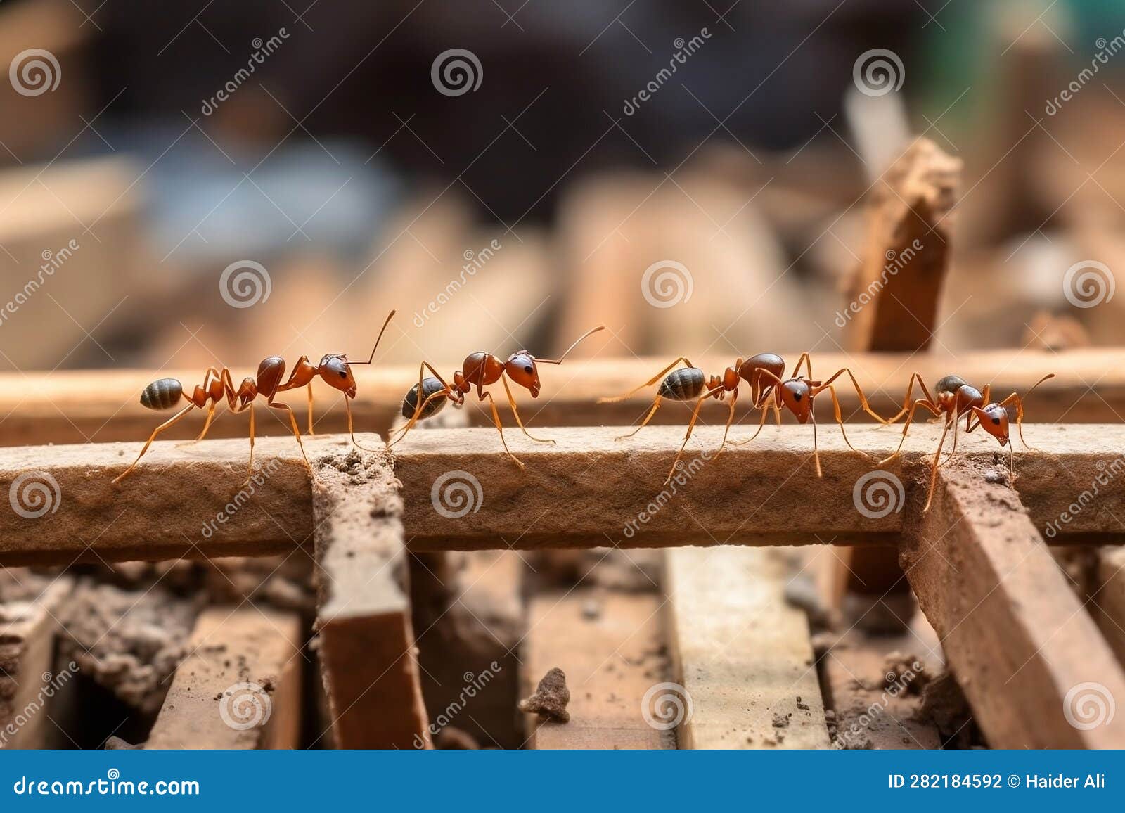 A Diligent Team of Ants Working Together To Construct a Bridge ...