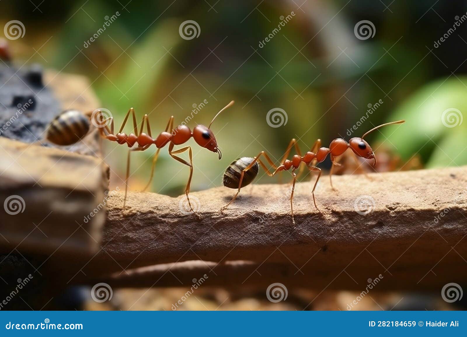 A Diligent Team of Ants Working Together To Construct a Bridge ...