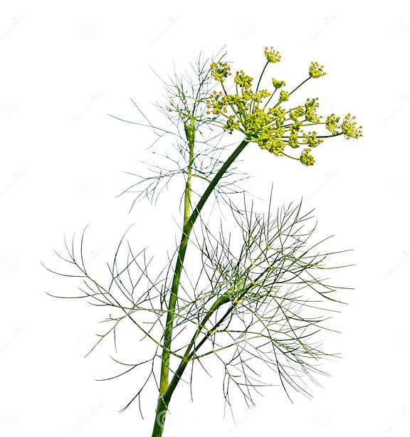 Dill stock photo. Image of modern, lush, close, element - 12124666