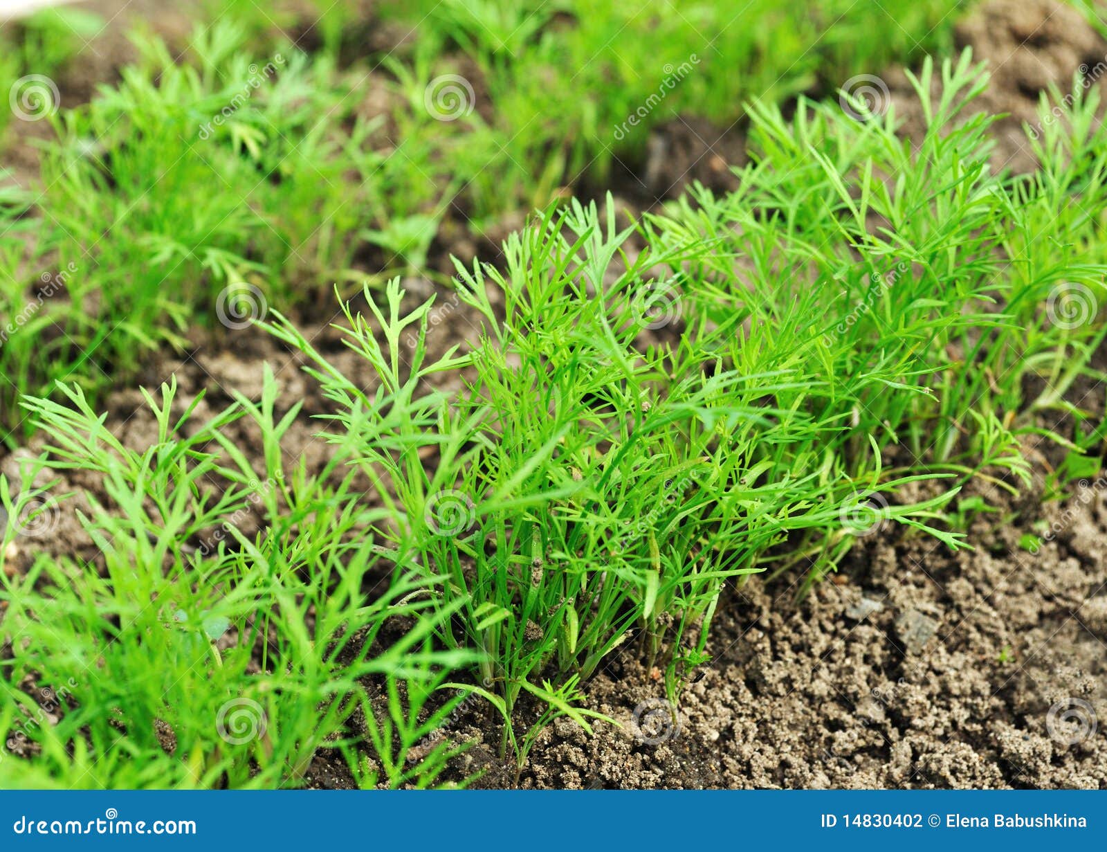 Dill stock photo. Image of food, vegetarian, gardening - 14830402