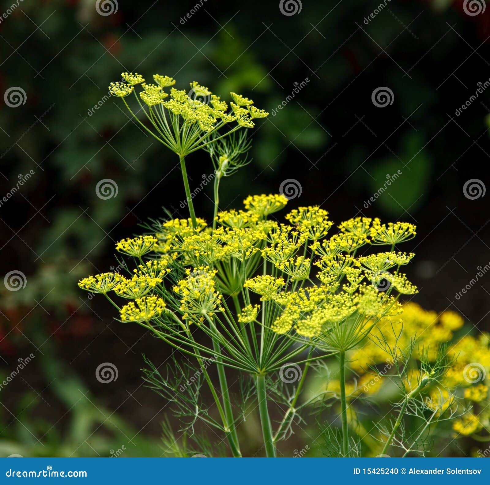 Dill stock photo. Image of spice, flower, herb, summer - 15425240