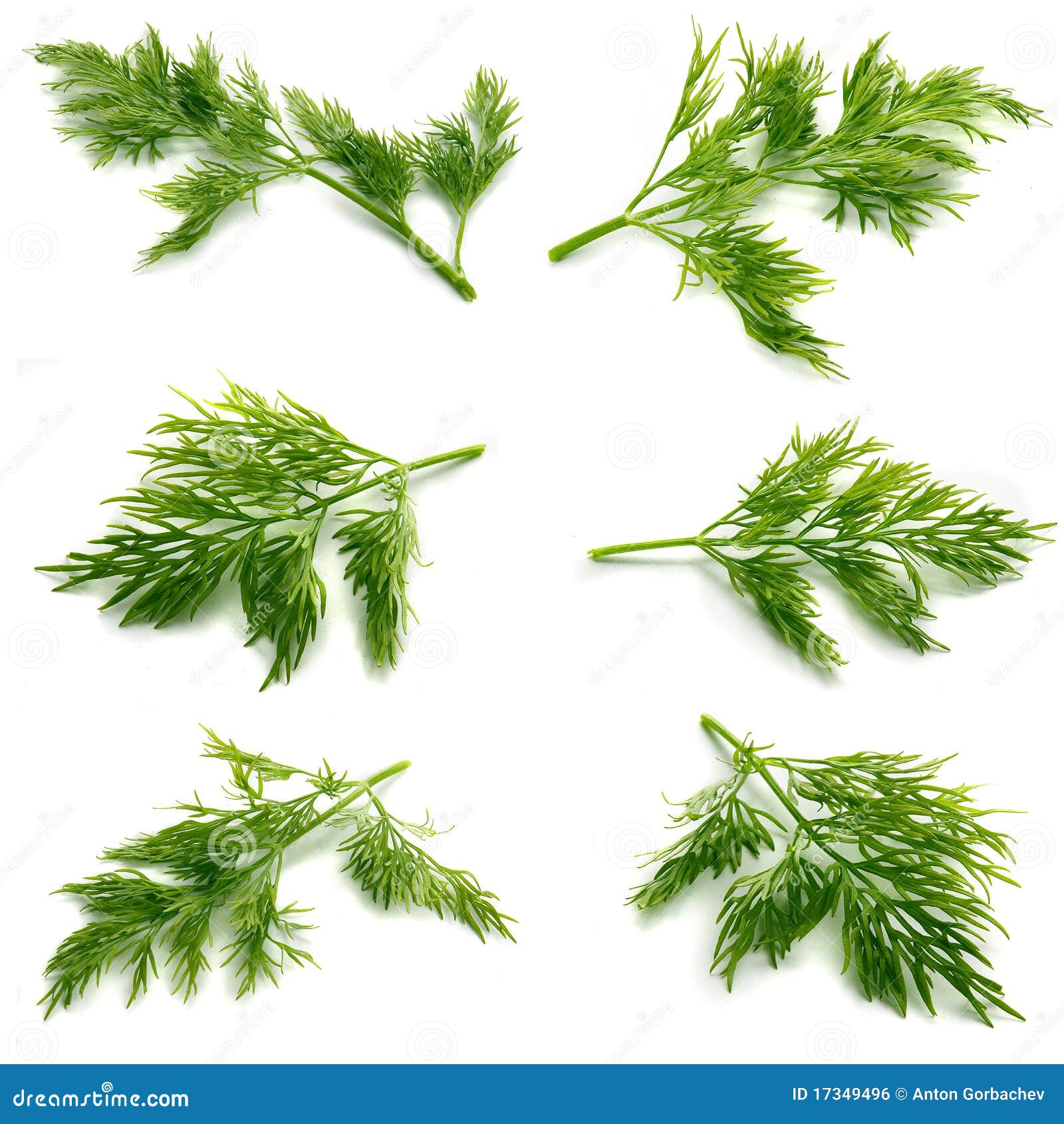 Dill stock photo. Image of dill, ingredients, fresh, leaves - 17349496