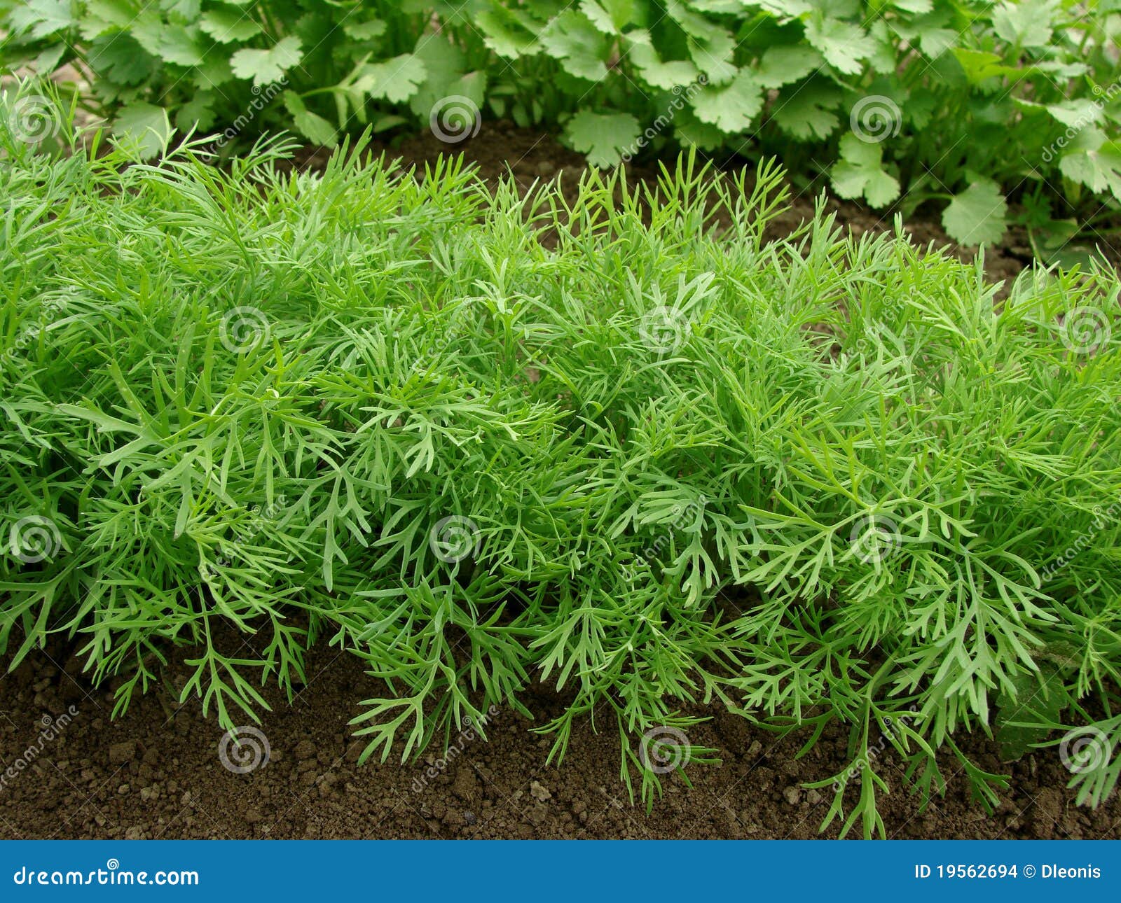 Dill stock photo. Image of growth, agriculture, vegetable - 19562694