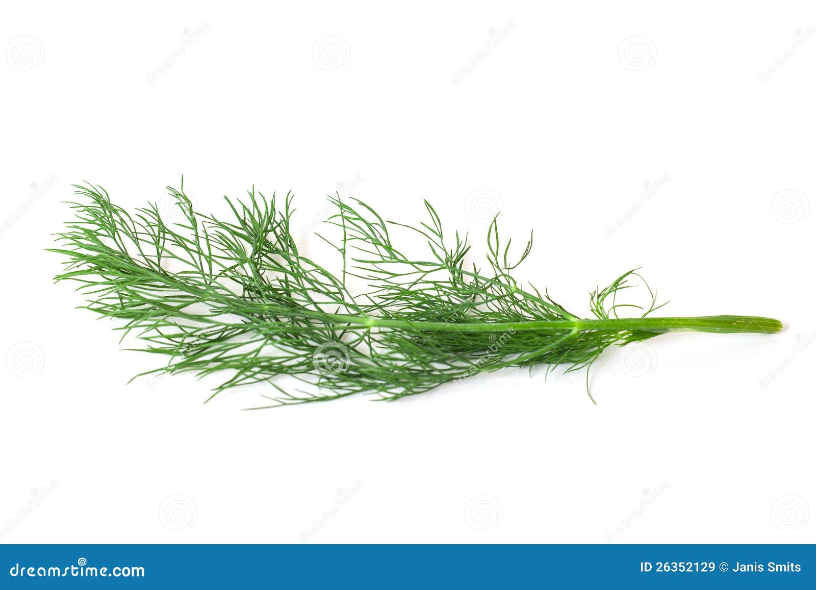 Dill. stock image. Image of vegetable, food, single, green - 26352129