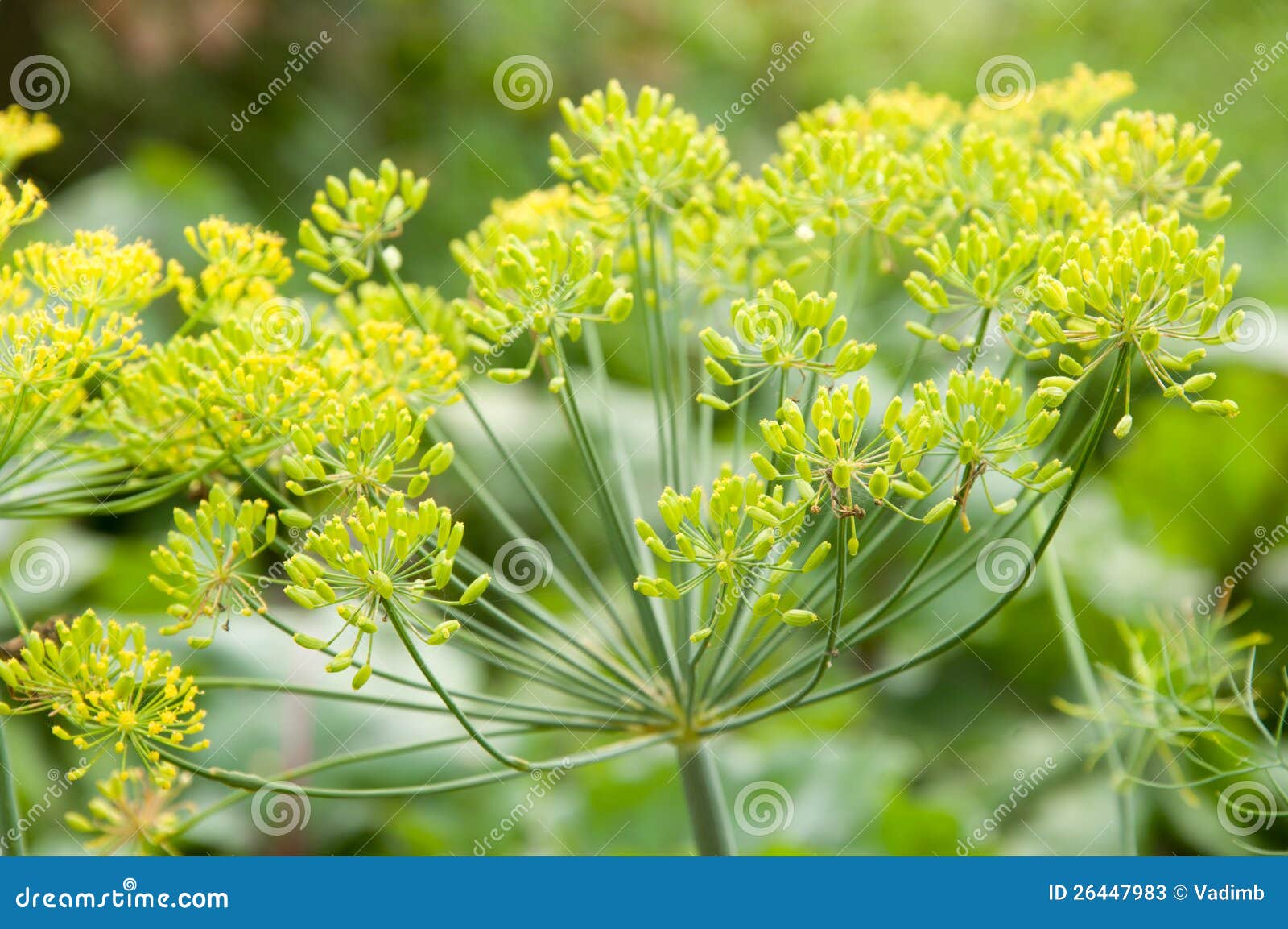 Dill fotografering för bildbyråer. Bild av krydda, stängning - 26447983