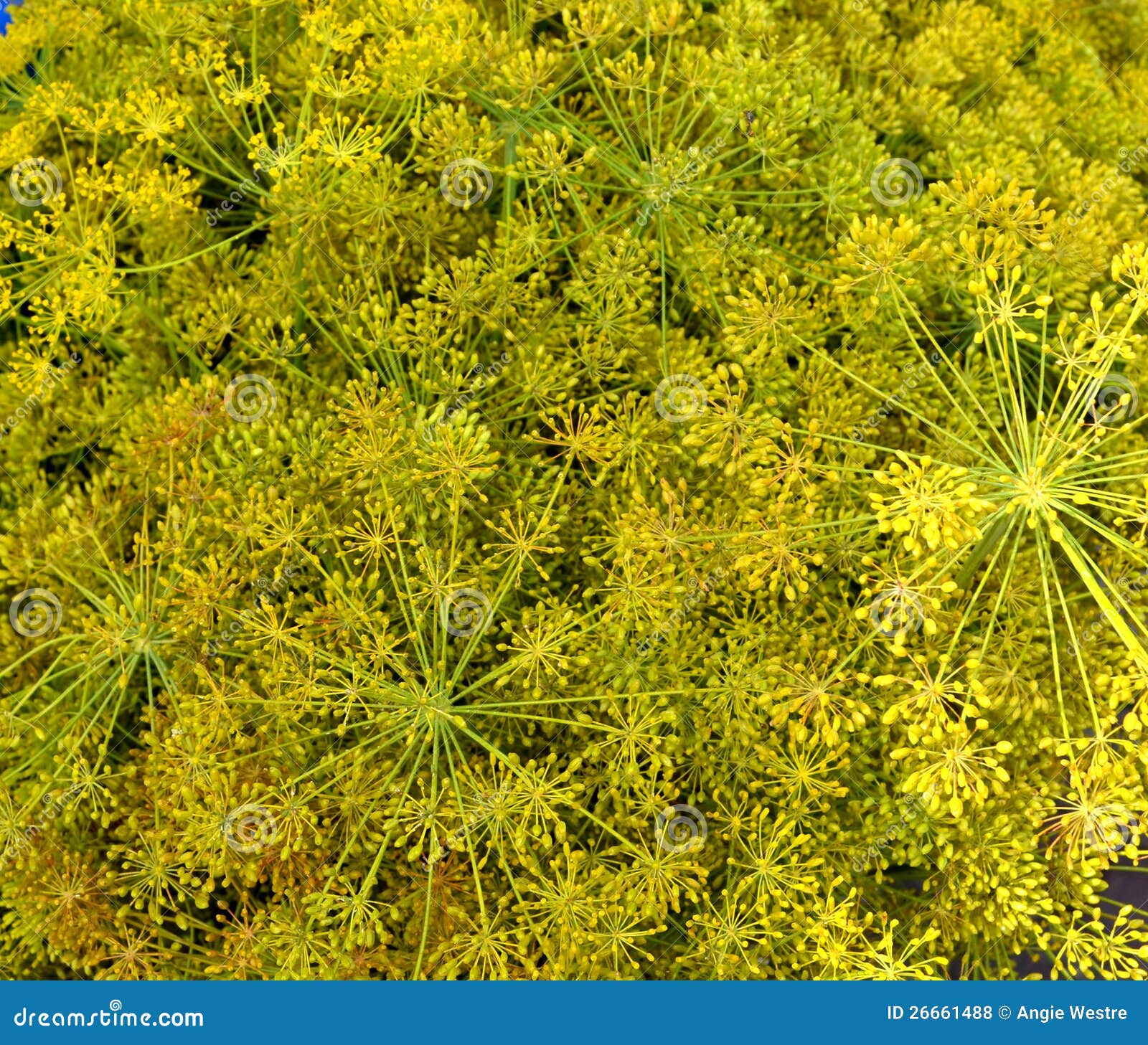 Dill stock photo. Image of farmers, produce, dill, stems - 26661488
