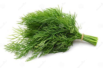 Dill stock image. Image of herbal, freshness, closeup - 27502281