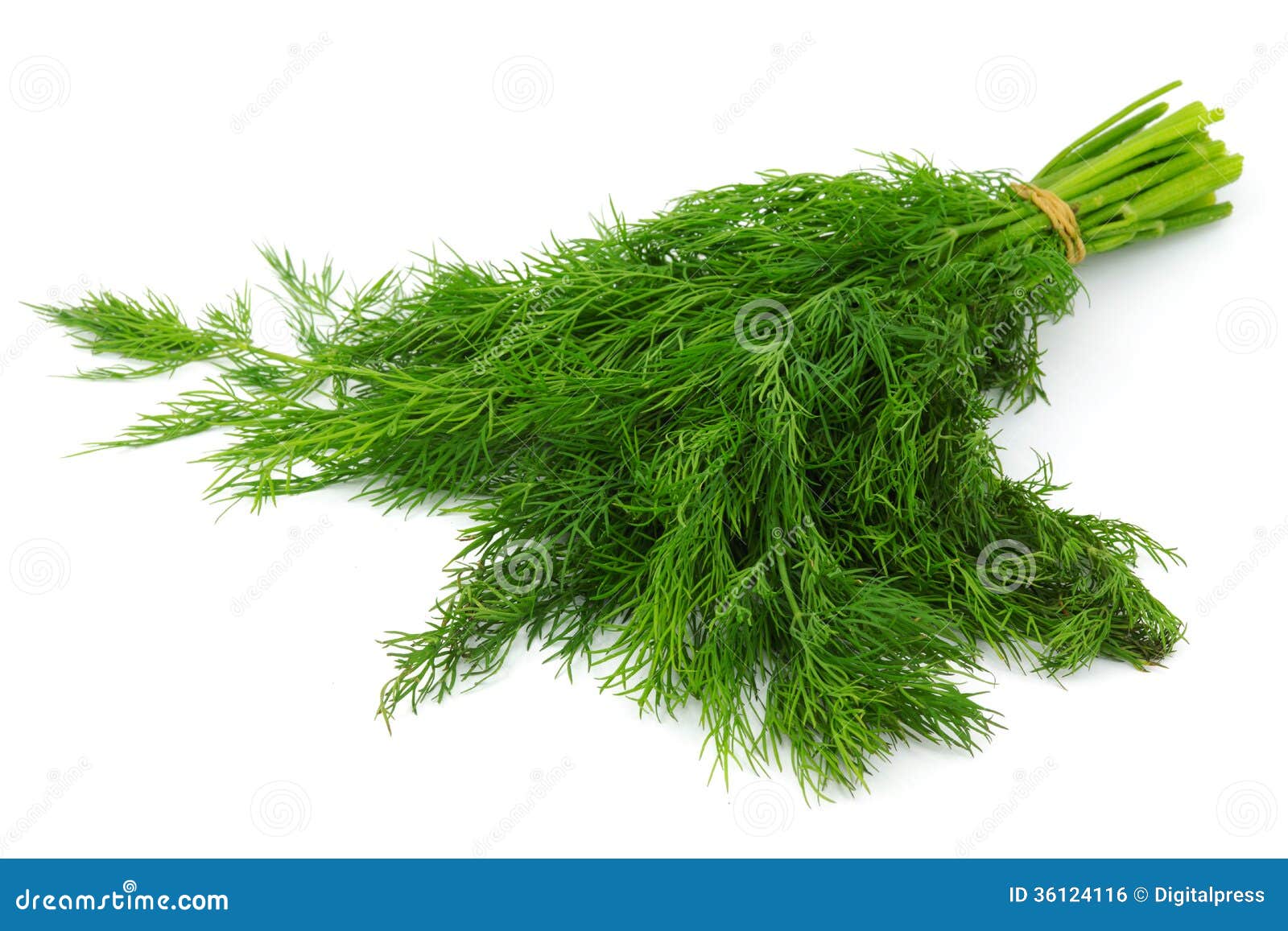 Dill arkivfoto. Bild av stänga, dill, ingrediens, växt - 36124116