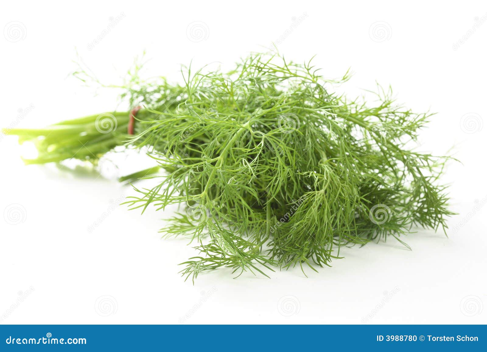 Dill stockfoto. Bild von kraut, betrieb, dill, grün, gewürz - 3988780