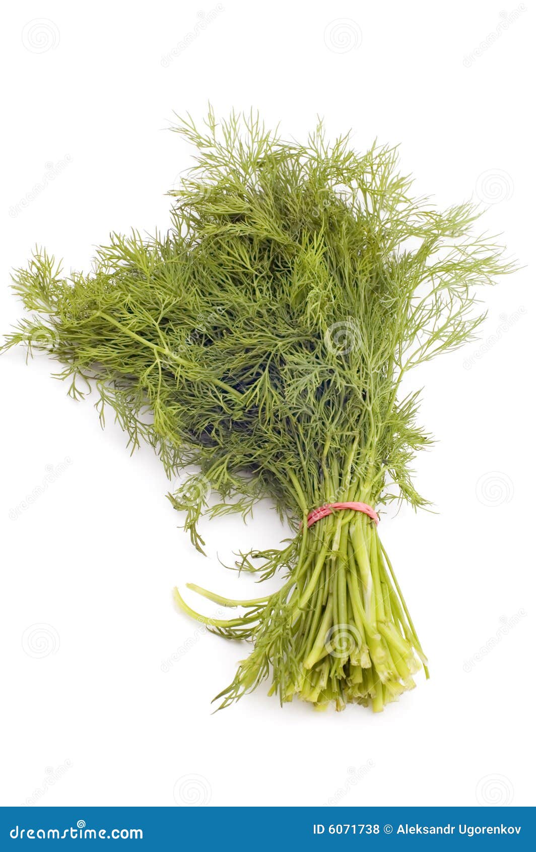 Dill stock photo. Image of seasoning, herb, vegetable - 6071738