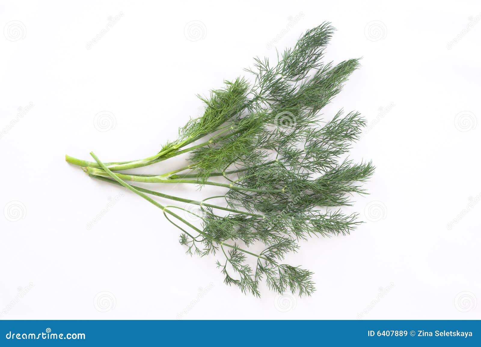 Dill stockbild. Bild von blatt, dill, fotographie, gemüse - 6407889